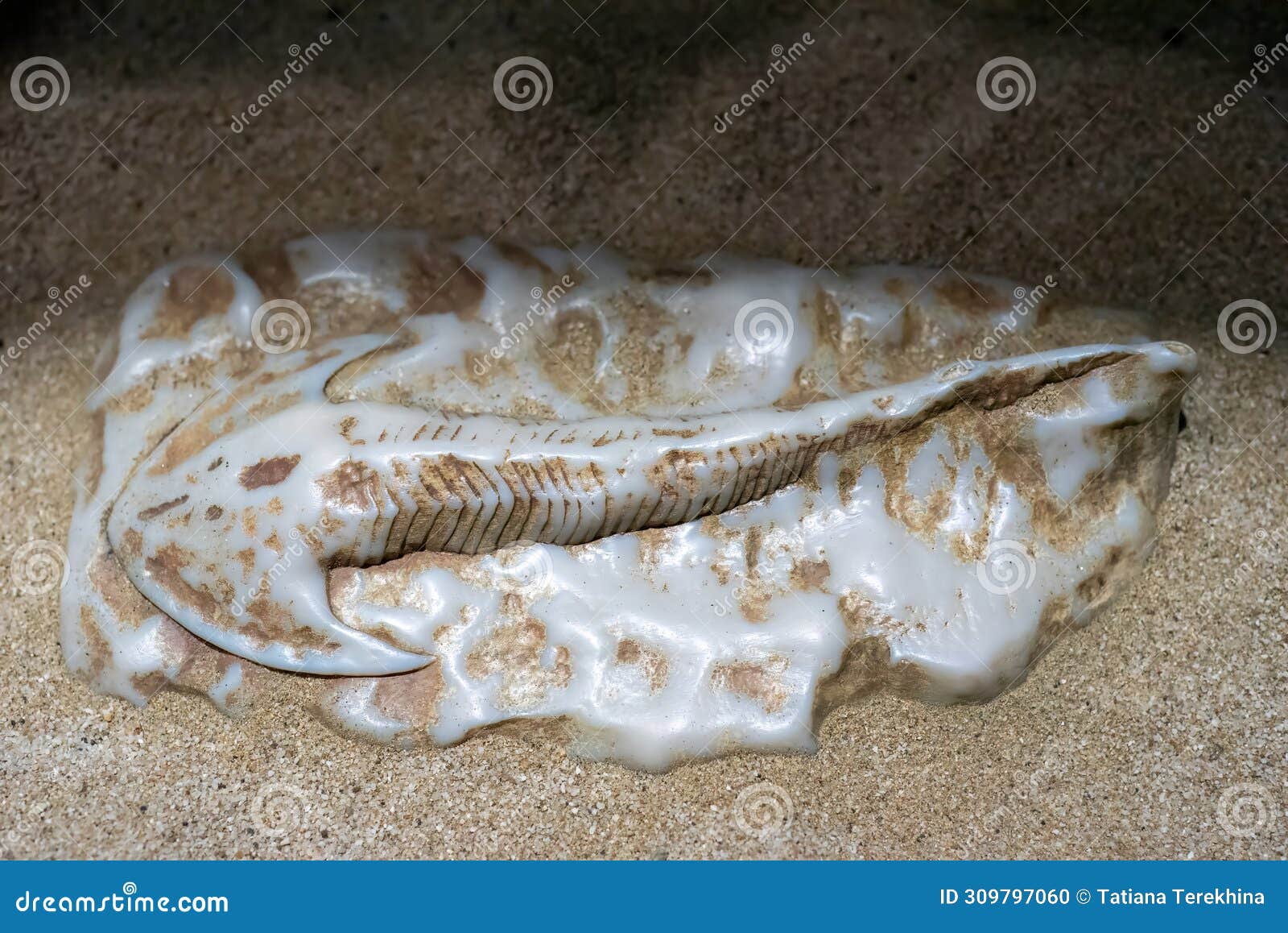 Ancient Fossil of Jawless Fish Cephalaspis in Sand Stock Photo - Image ...