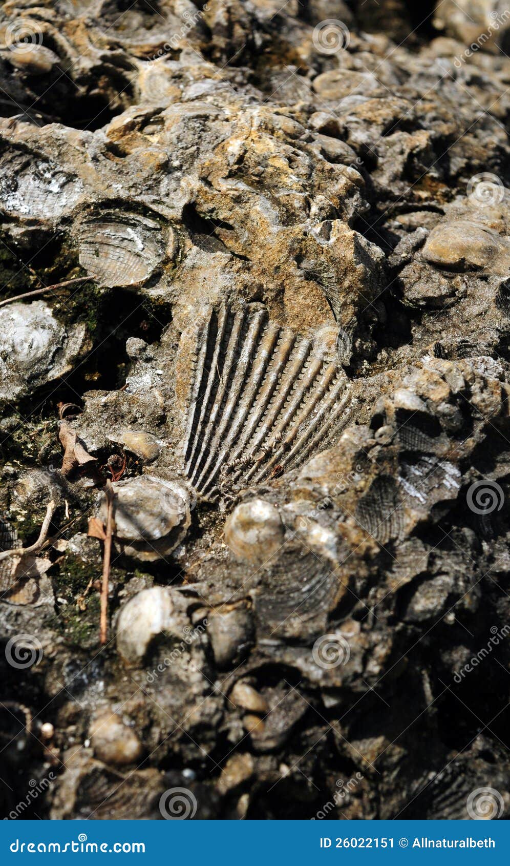 Ancient Fossil of Mollusks and Shells Stock Image - Image of fossilized ...