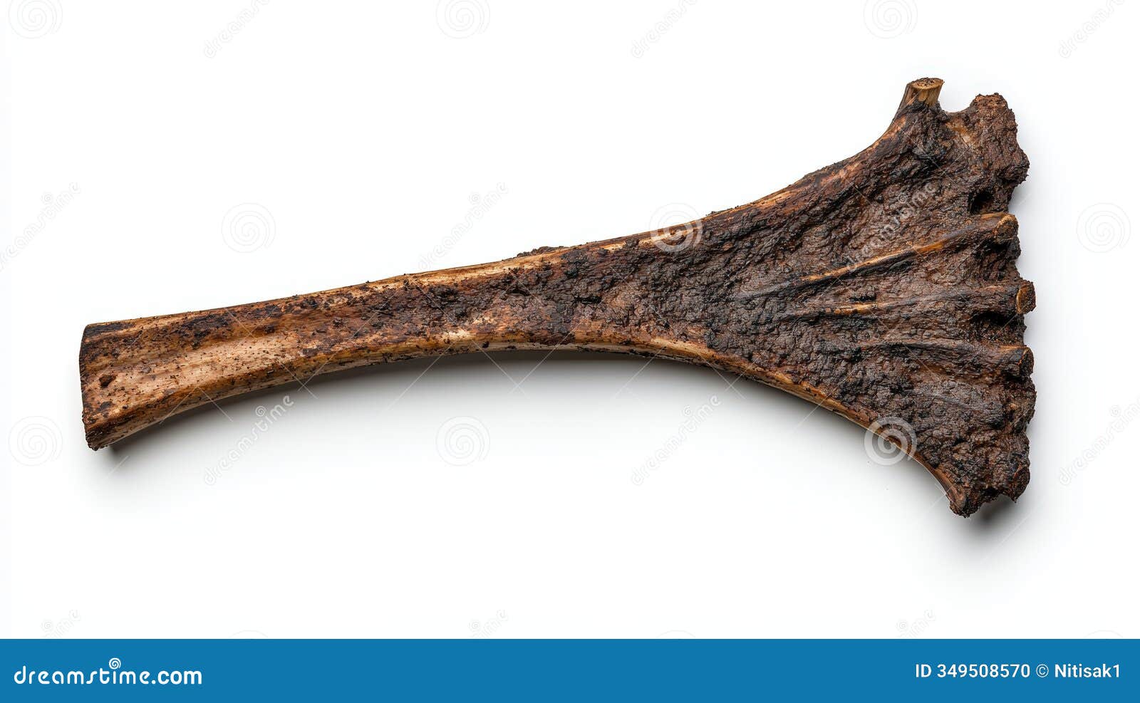 An Ancient Fossilized Bone Detailed Texture White Isolated Background ...