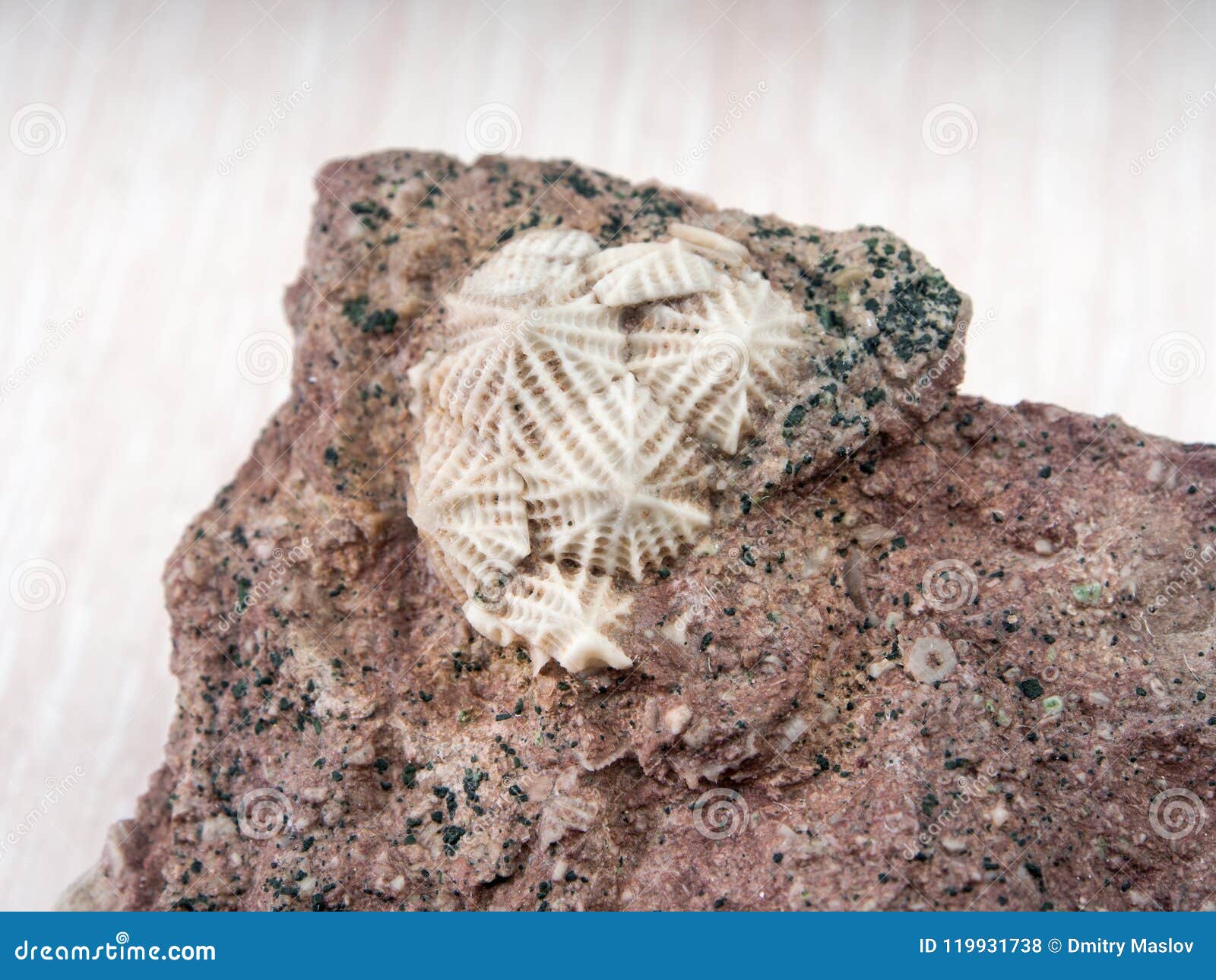 Prehistoric Echinoderms