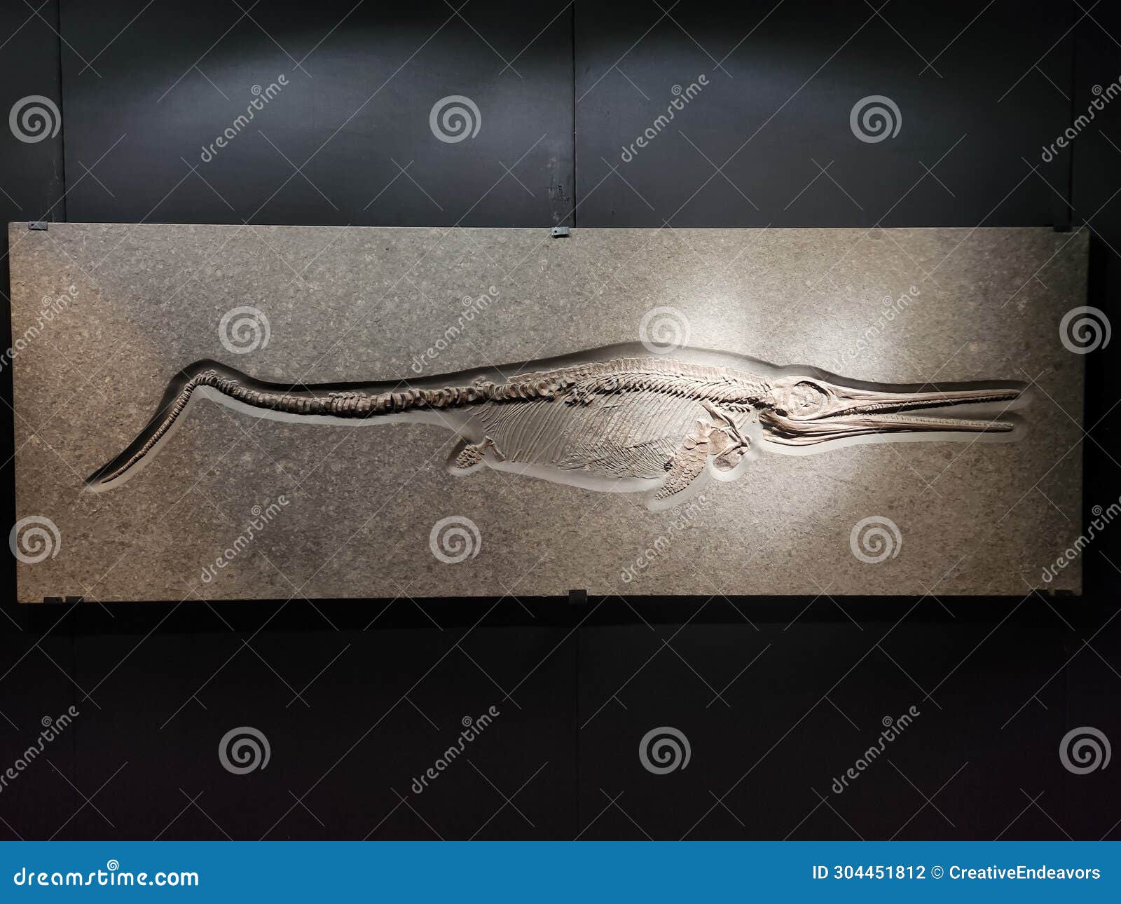 Ancient Fossilized Small Ichthyosaur with Shadow - Mounted Skeleton ...