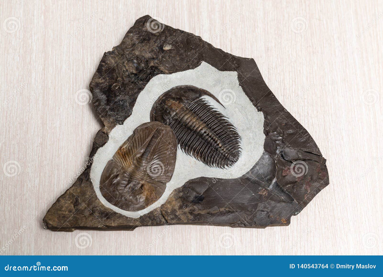 Ancient Trilobites In A Stone. 500 Million Year Old Trilobite ...