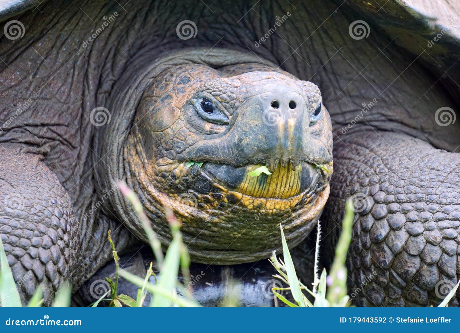 An Ancient Galapagos Tortoise Looks Like E.T. Stock Photo - Image of ...
