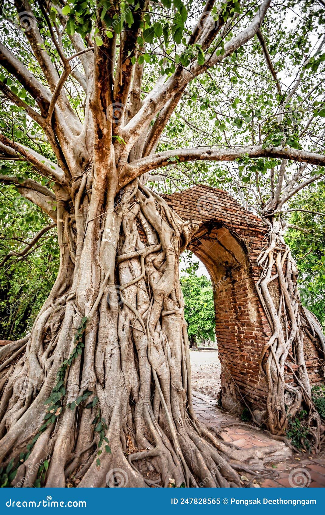 Ancient Gate Under Bodhi Tree Stock Image Image Of Gateway Grove 247828565