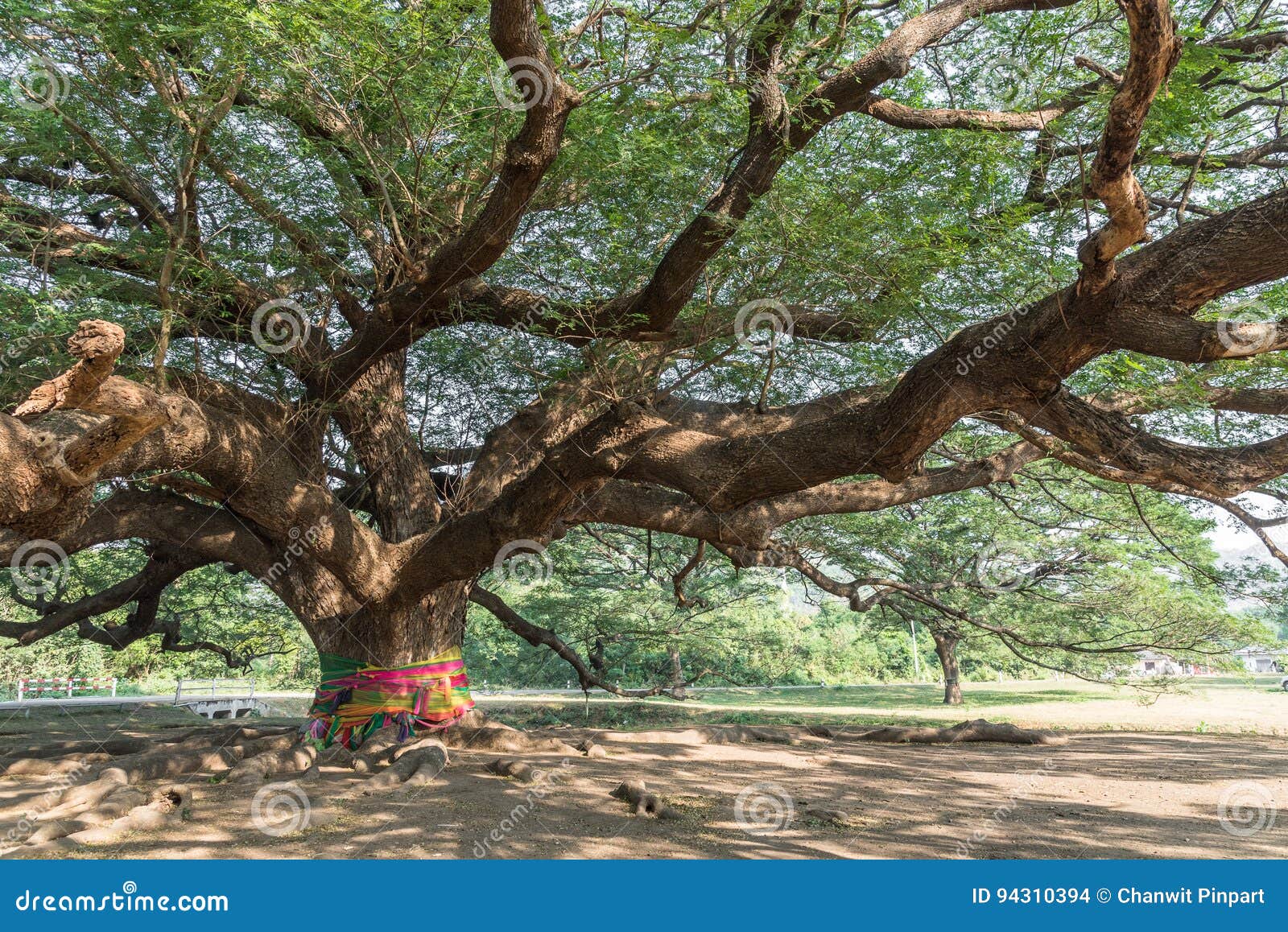 Ancient Giant Rain Tree in Kanchanaburi, Thailand Stock Photo - Image ...