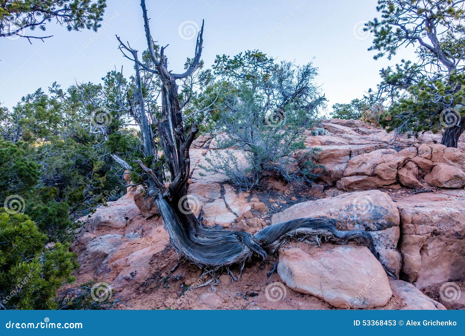 An Ancient Gnarled Juniper Near Navajo Monument Park Utah Stock Image ...