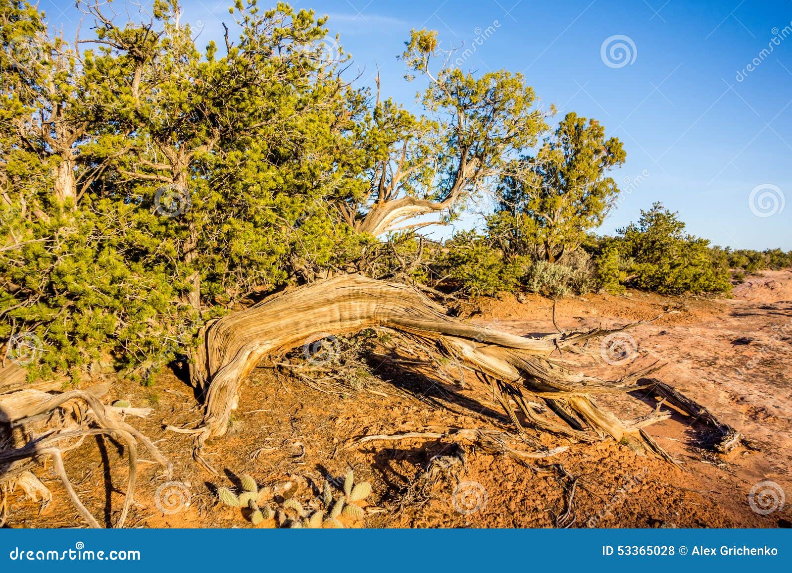 An Ancient Gnarled Juniper Tree Navajo Monument Park Utah Stock Photo ...