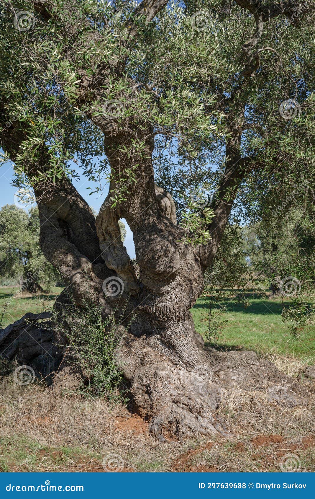 Centuries Old Olive Tree, Puglia, Italy Stock Photo - Image of italy ...