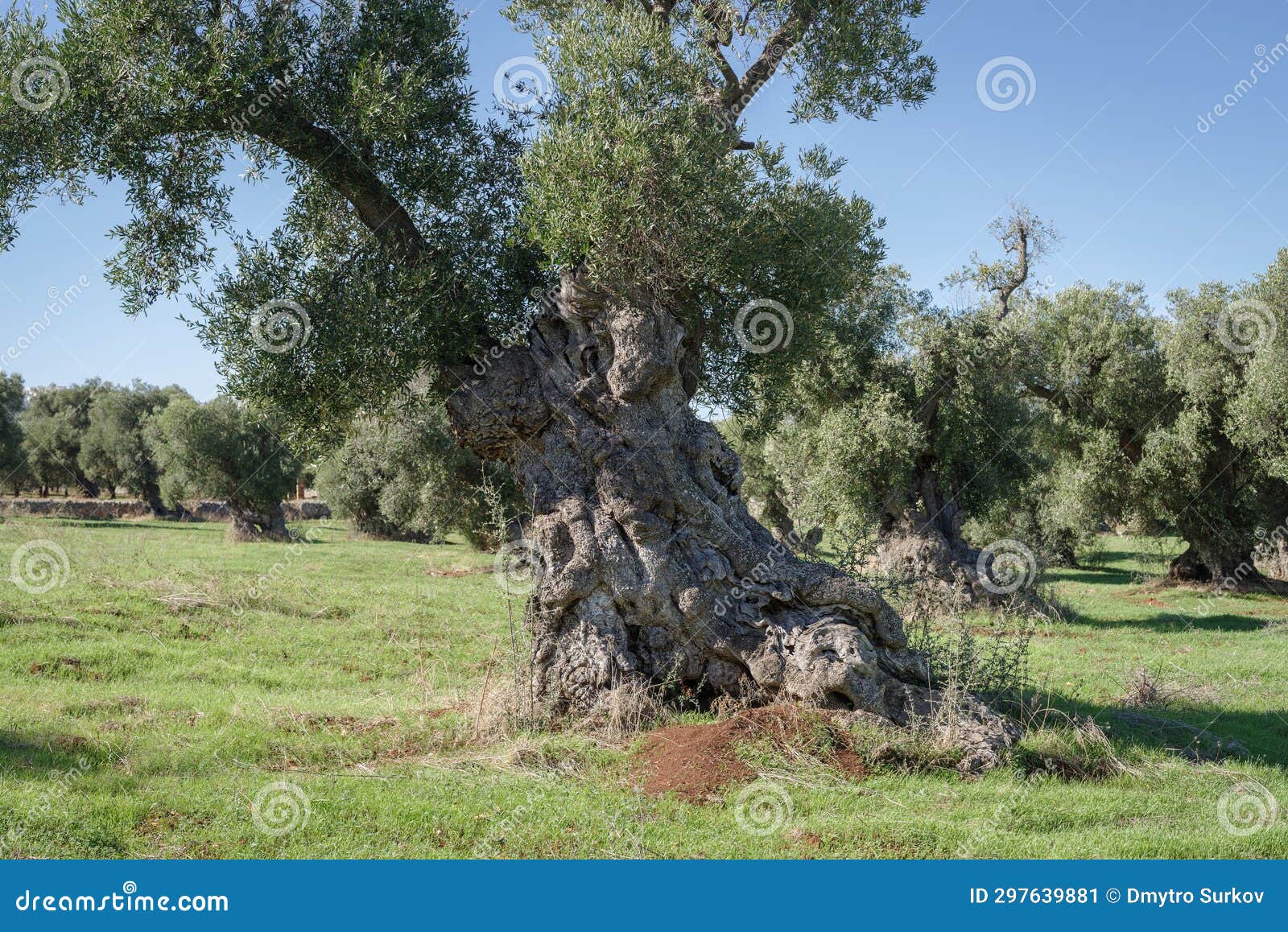 Centuries Old Olive Tree, Puglia, Italy Stock Image - Image of ...