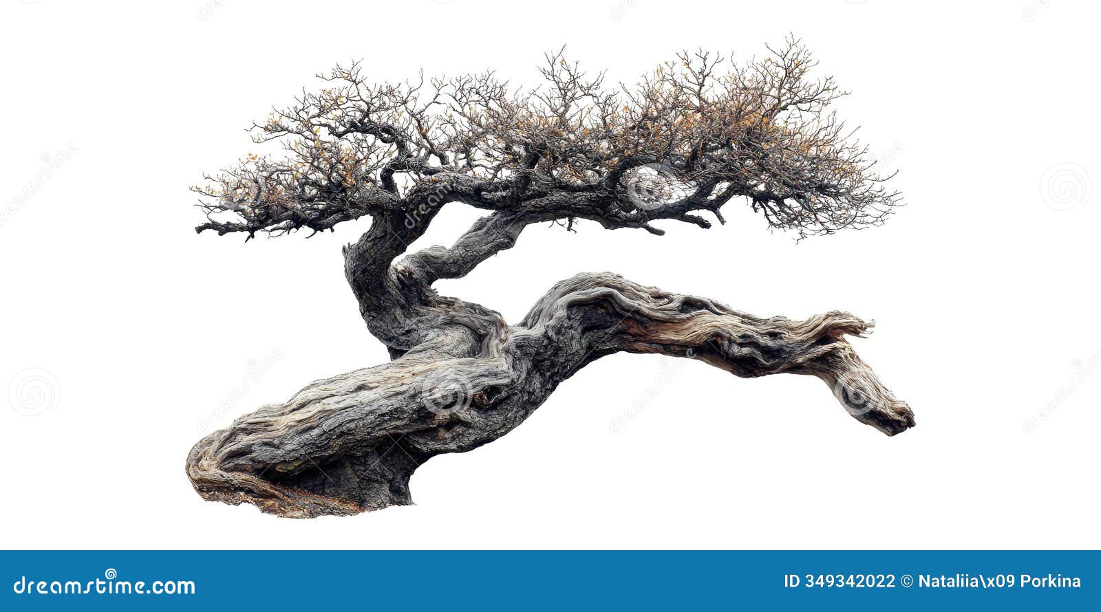 Ancient Gnarled Tree Branch with Twisted Trunk Isolated on Transparent ...