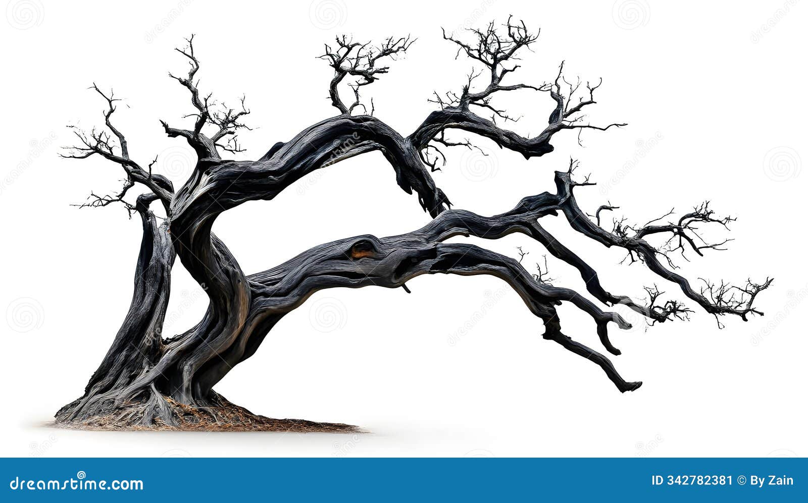Ancient Gnarled Tree with Twisted Bare Branches on White Background ...