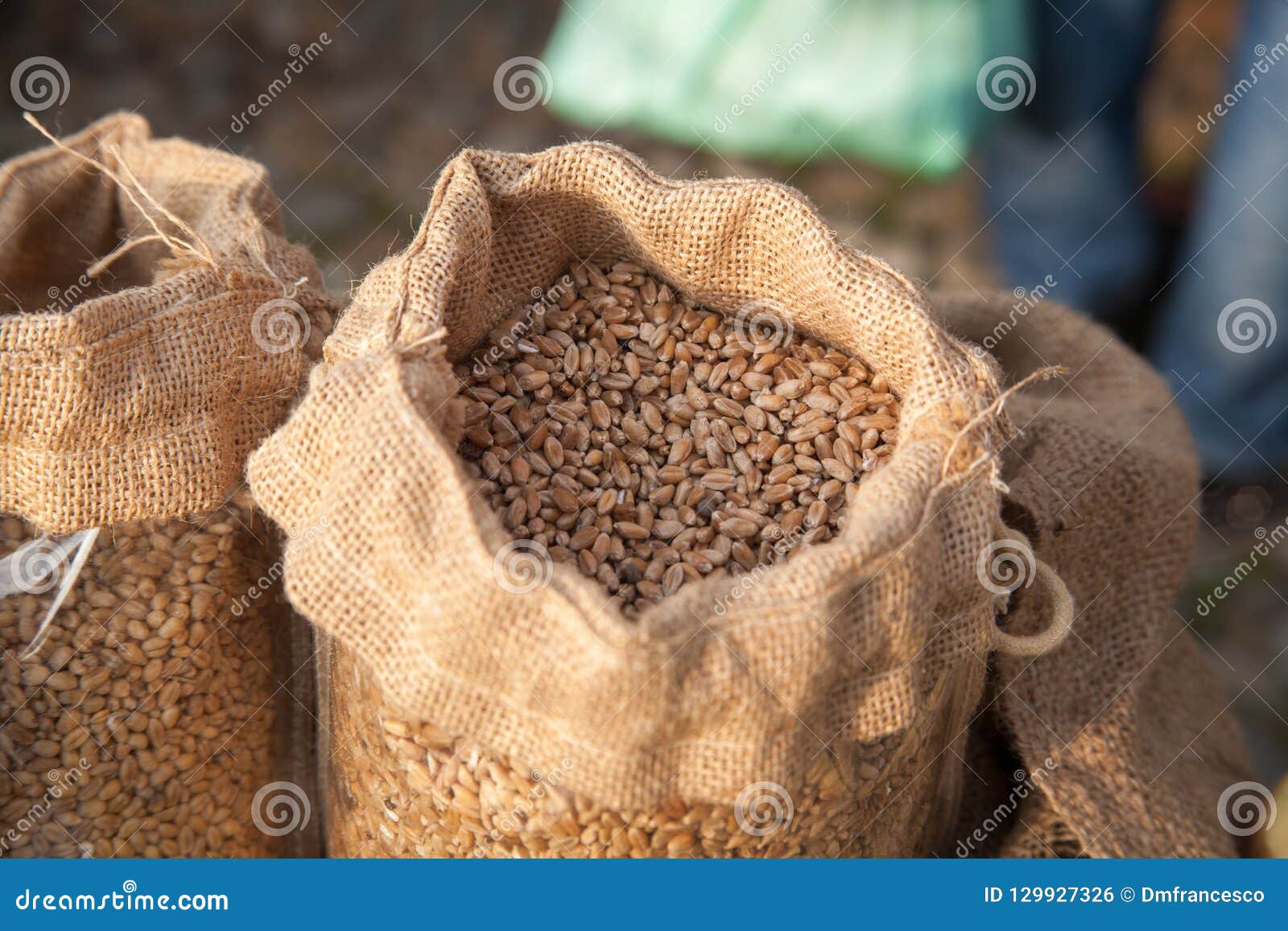 Ancient Grain Original Varieties Italians from Ancient Italy Seeds ...