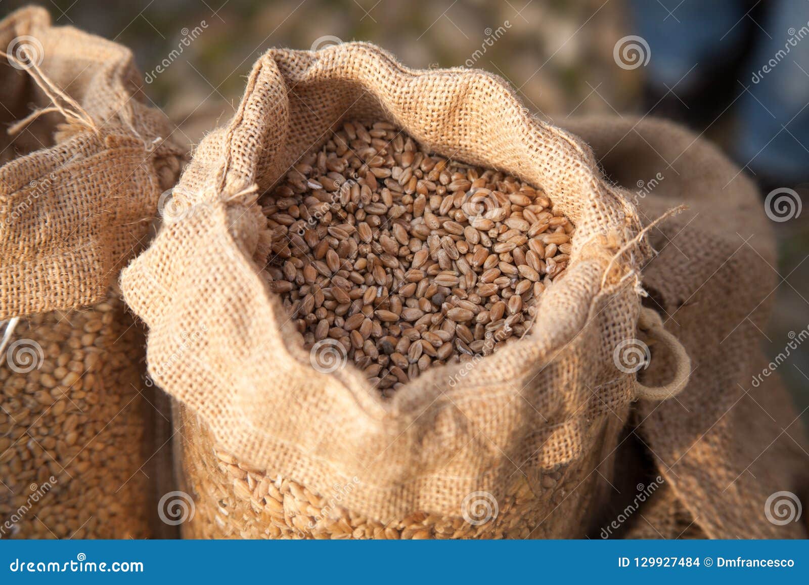 Ancient Grain Original Varieties Italians from Ancient Italy Seeds ...