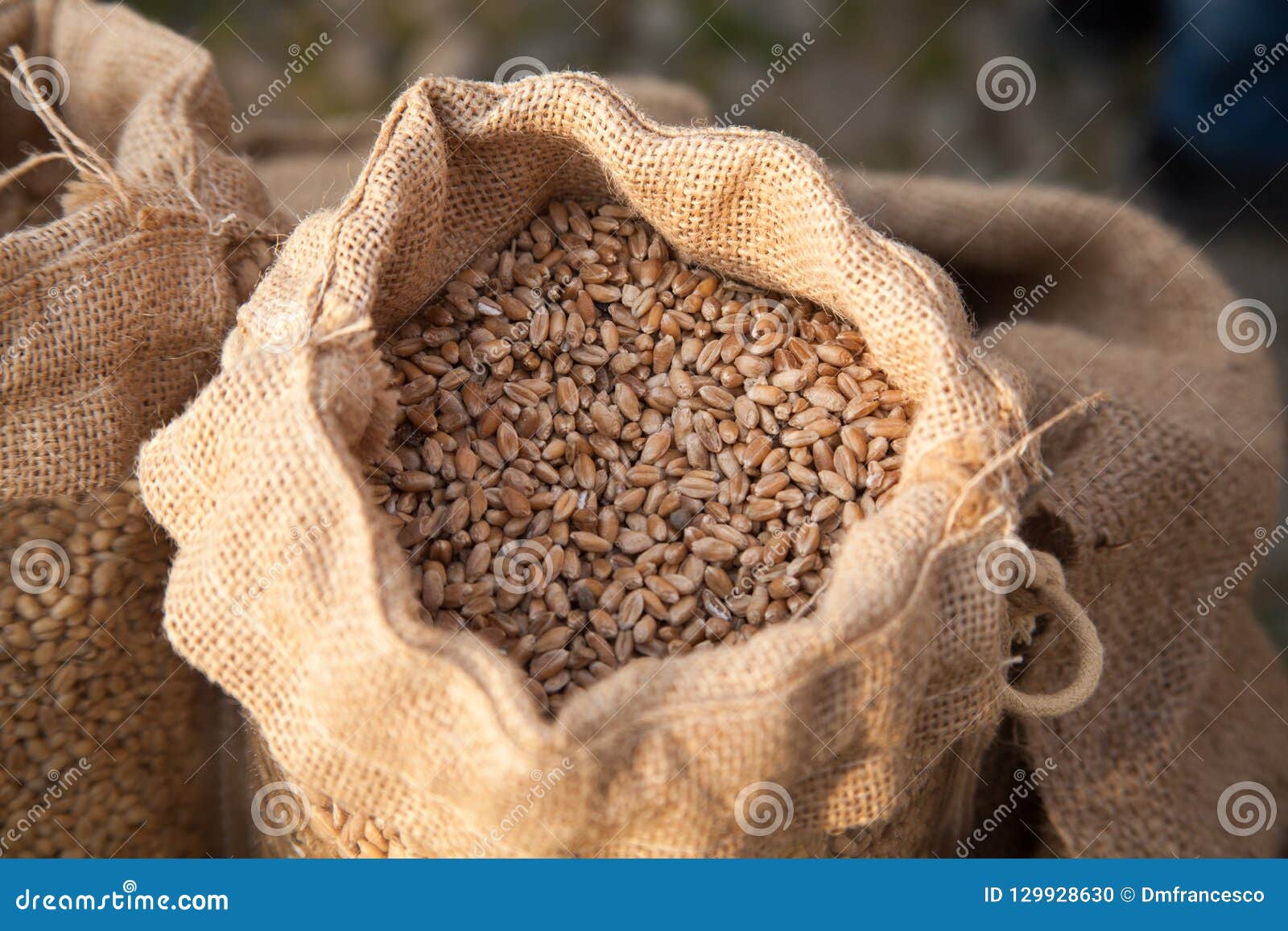 Ancient Grain Original Varieties Italians from Ancient Italy Seeds ...