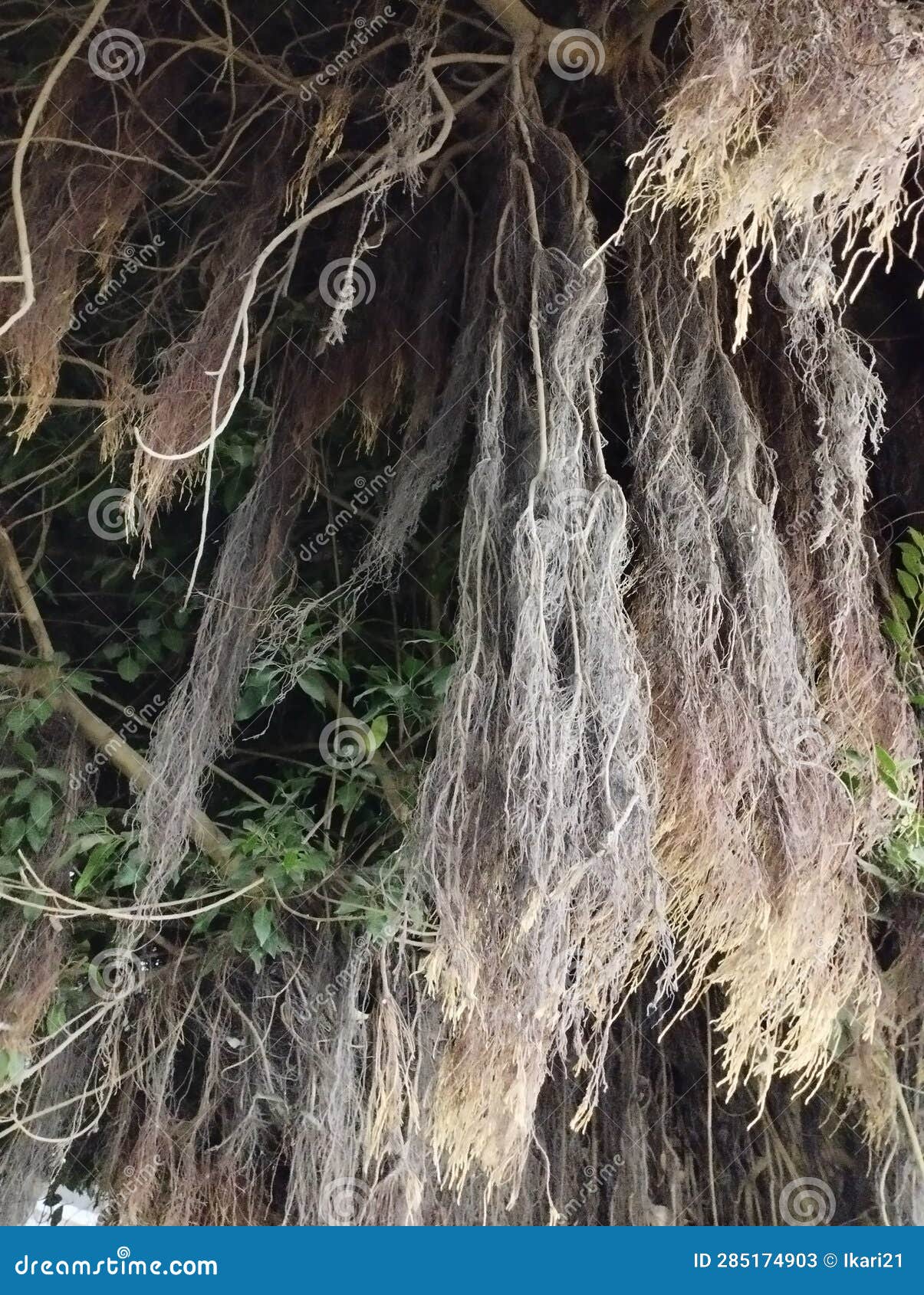 The Ancient Guardian: a Timeless Tree Stock Image - Image of timet ...