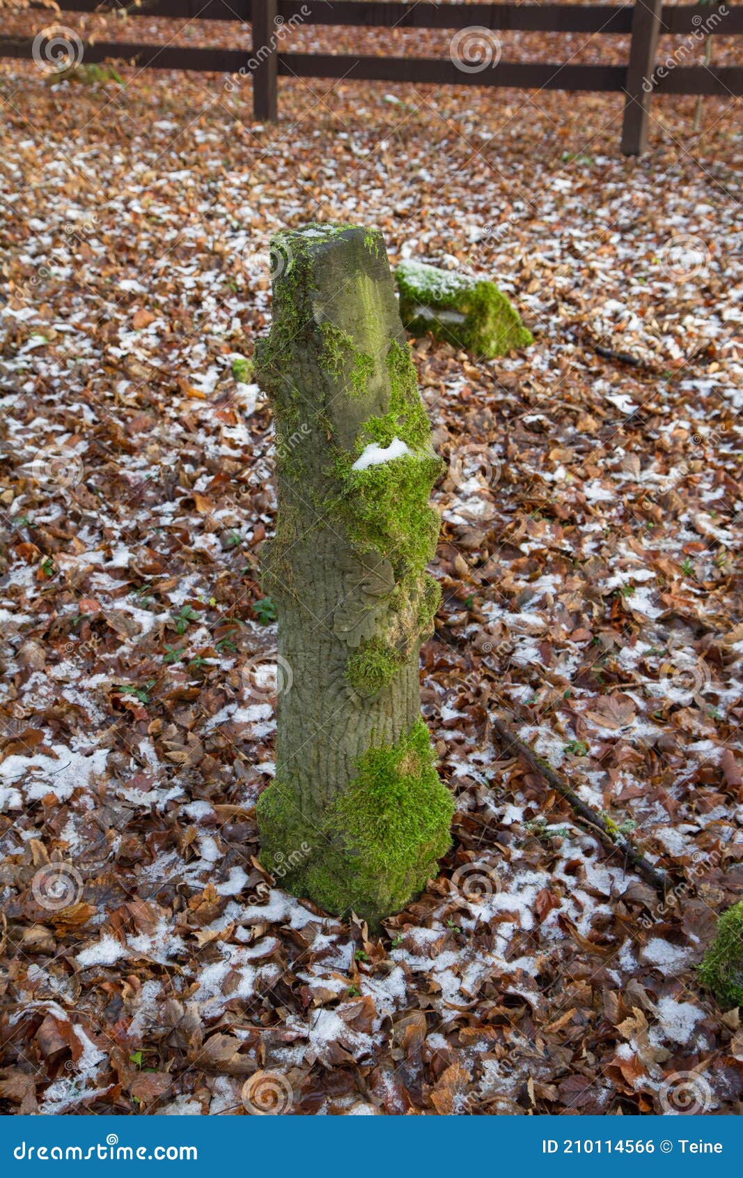 Ancient Headstone in a Shape of a Tree. Stock Photo - Image of ...