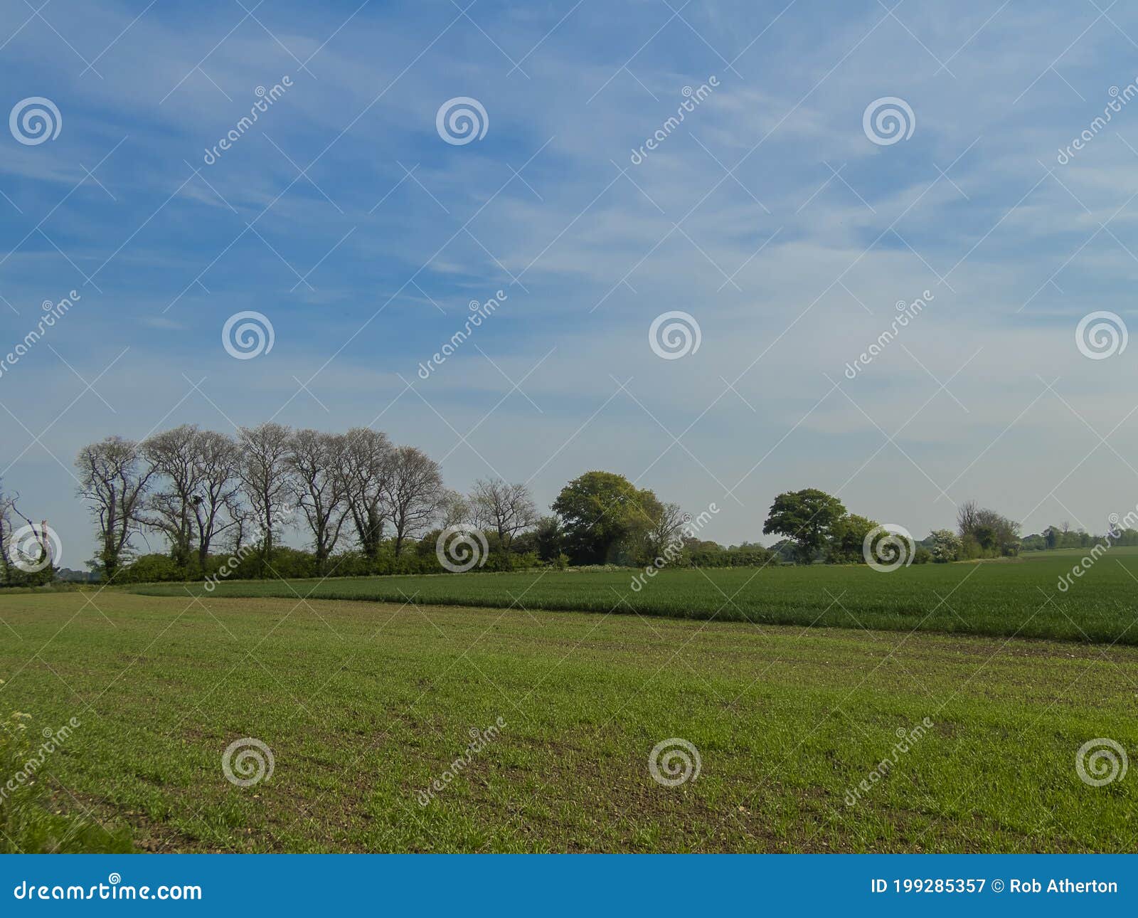 An Ancient Hedgerow in the Suffolk Stock Image - Image of ancient ...