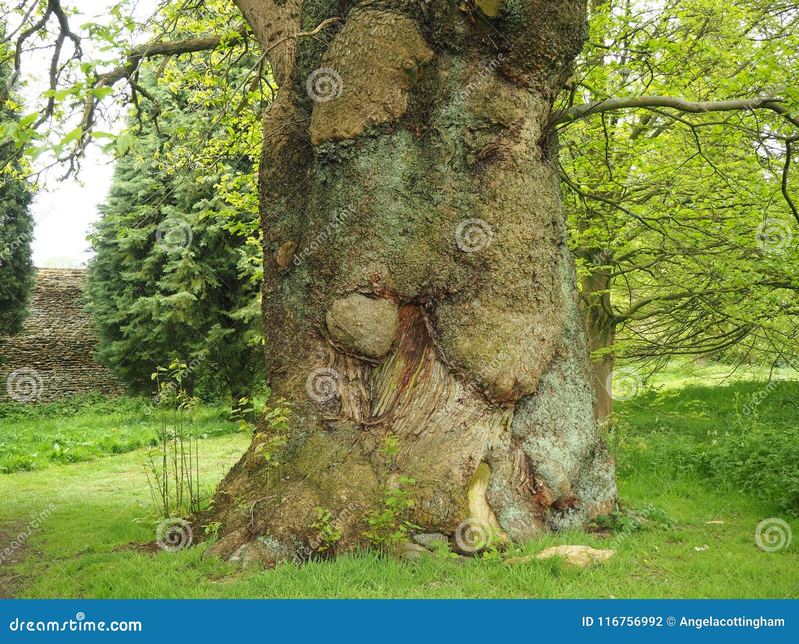 Ancient Horse Chestnut Tree Trunk in Spring Stock Photo - Image of ...