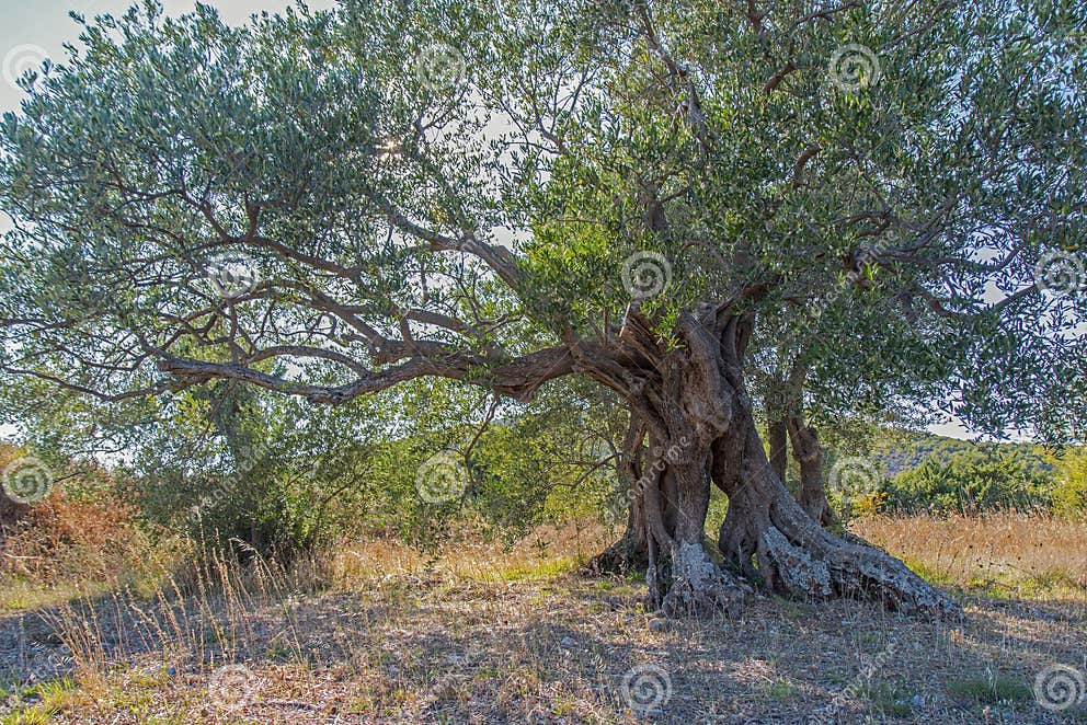 Ancient Huge Strong Olive Tree Stock Photo - Image of olive ...