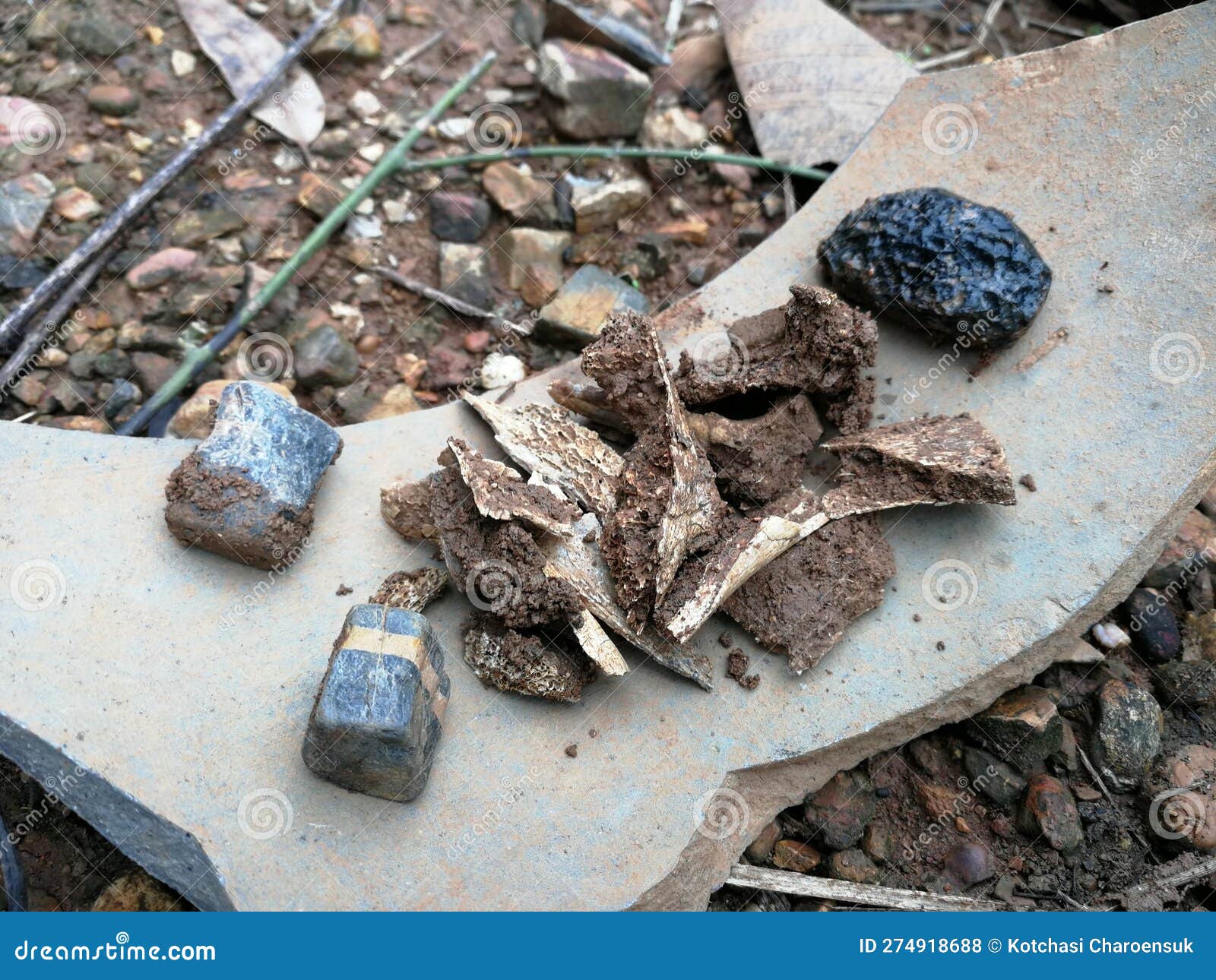 Ancient human bones stock photo. Image of hand, archaeologist - 274918688