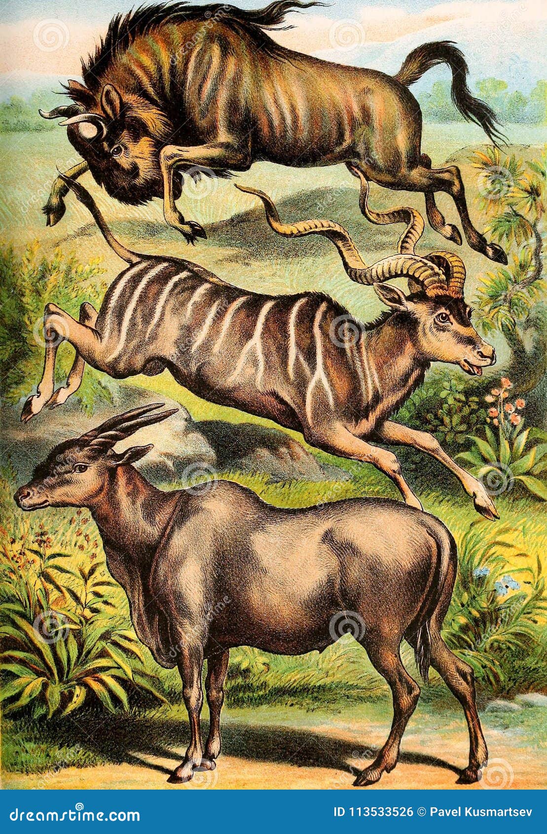 Koodoo Cartoons, Illustrations & Vector Stock Images - 9 Pictures to ...