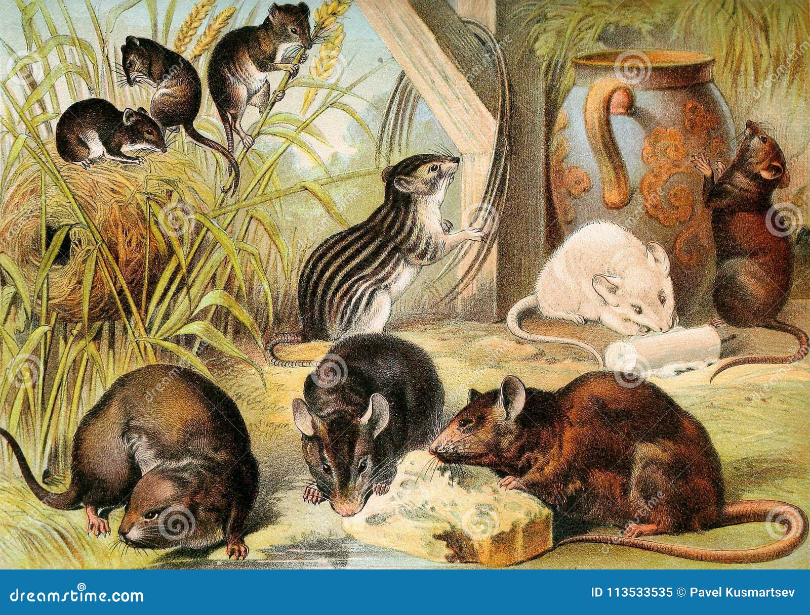 Illustrations of animal. stock illustration. Illustration of mice ...