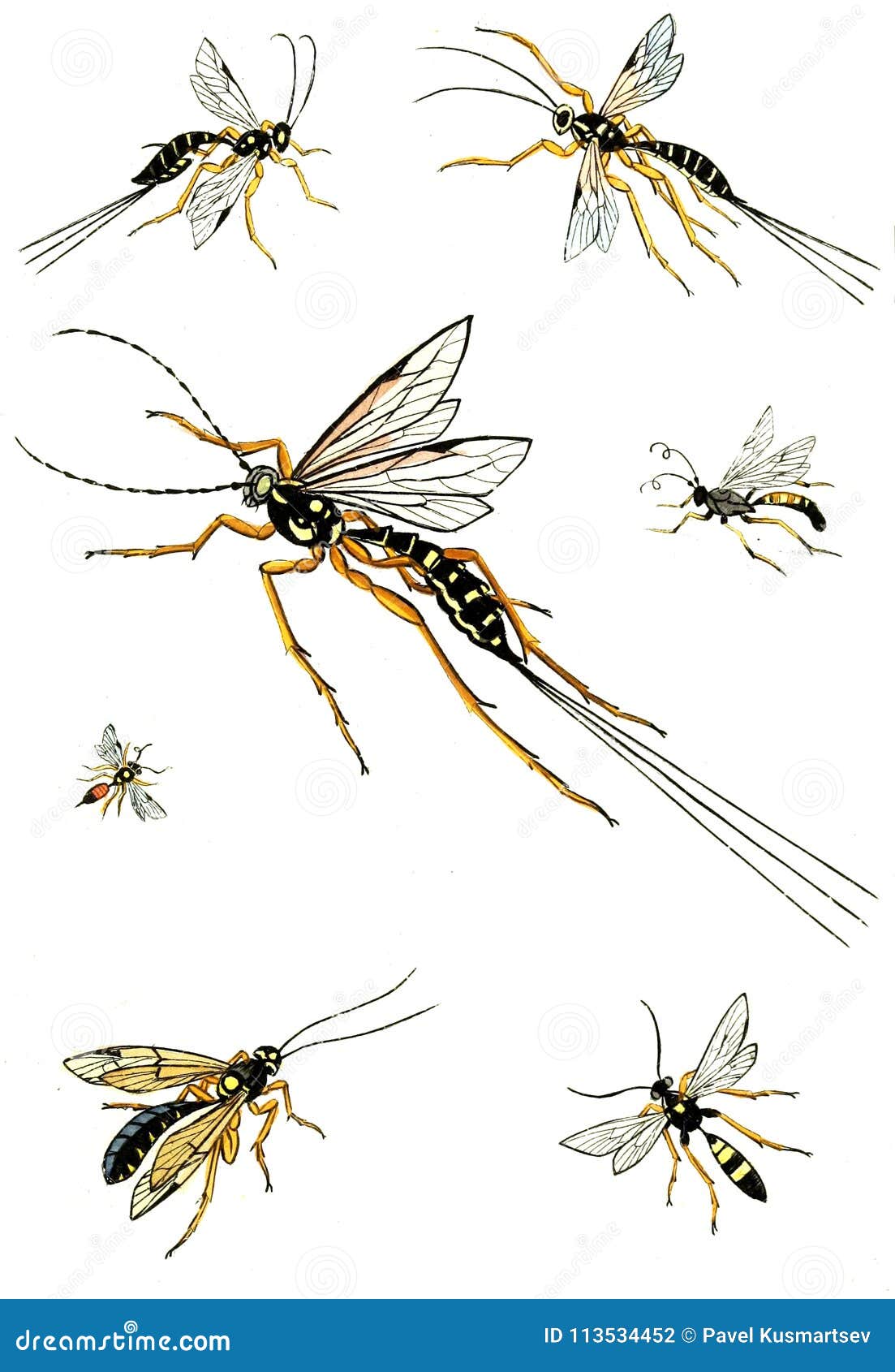 Illustrations of insect. stock illustration. Illustration of retro ...