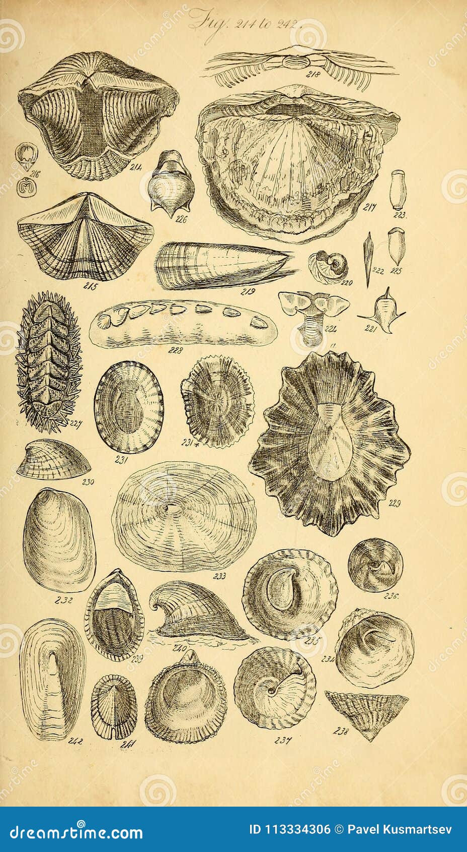 Illustrations of seashell stock illustration. Illustration of fauna ...