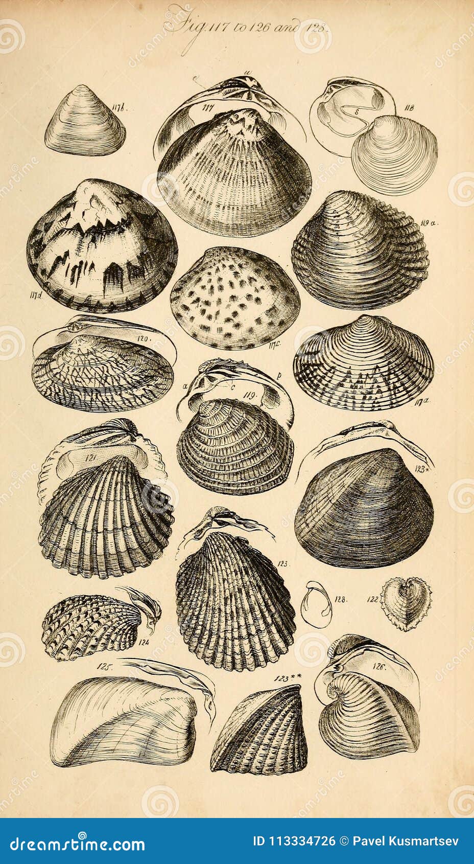 Illustrations of seashell stock illustration. Illustration of ...