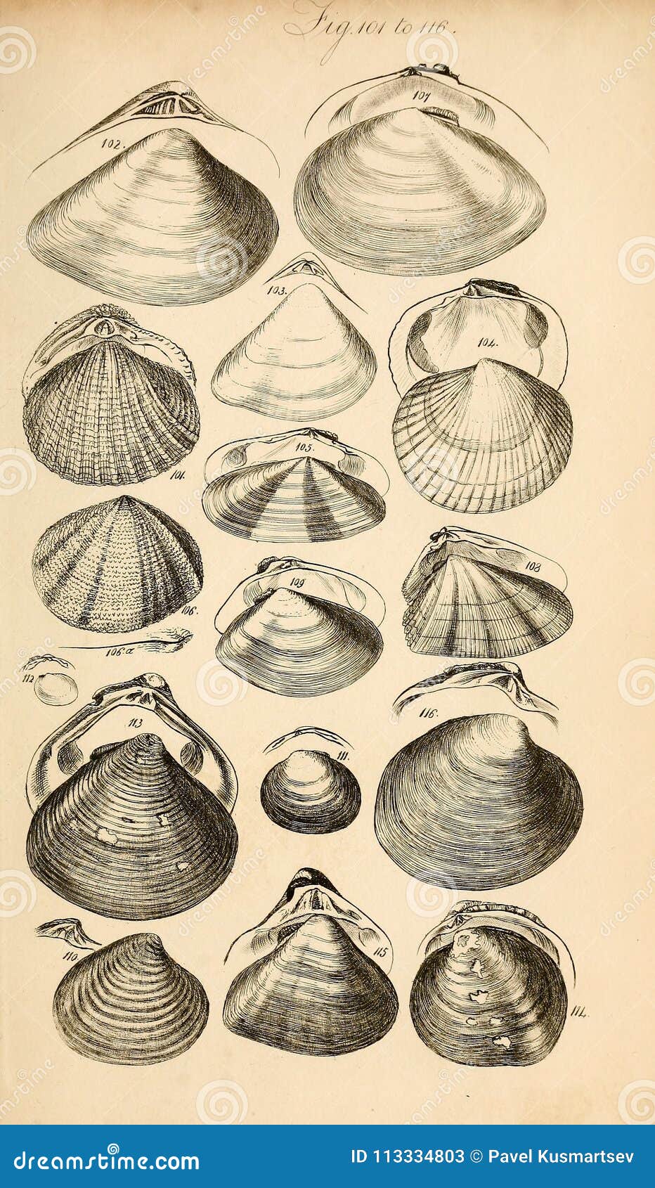 Illustrations of seashell stock illustration. Illustration of ocean ...