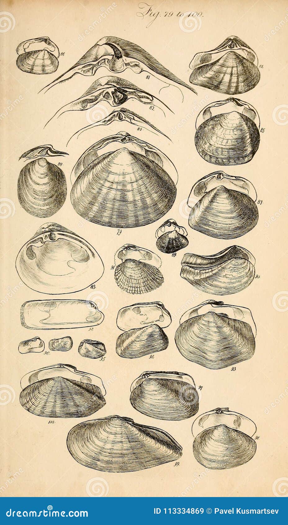 Illustrations of seashell stock illustration. Illustration of marine ...