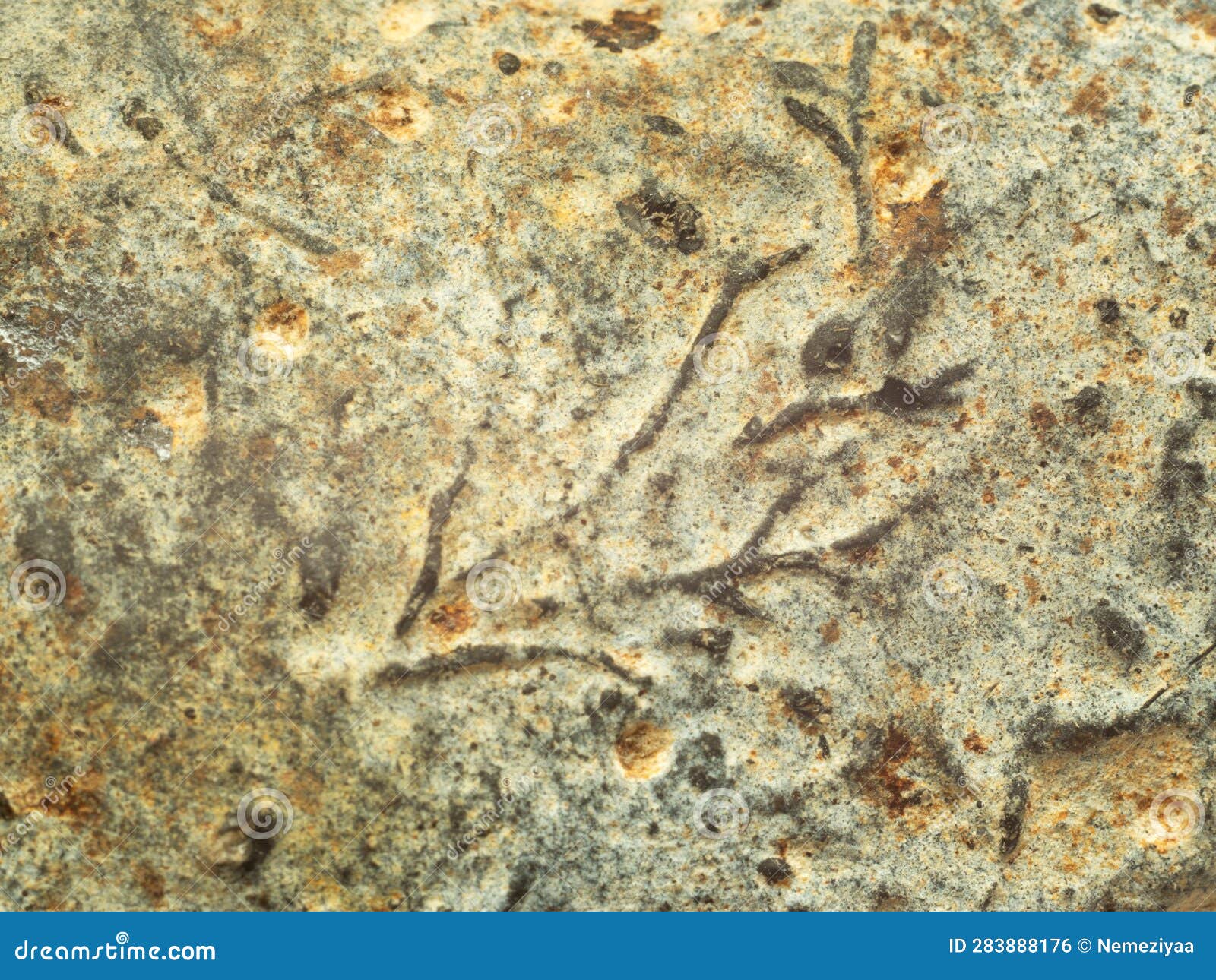 Ancient imprints in stone stock photo. Image of fossil - 283888176