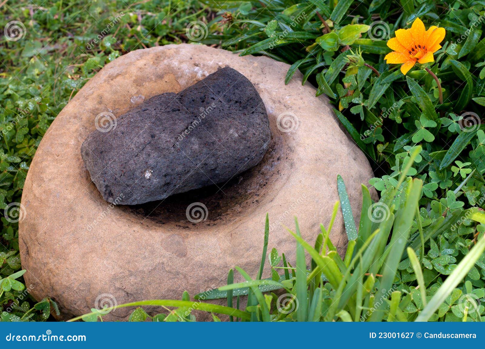 Ancient Indian Metate in Garden Setting Stock Image - Image of mortar ...