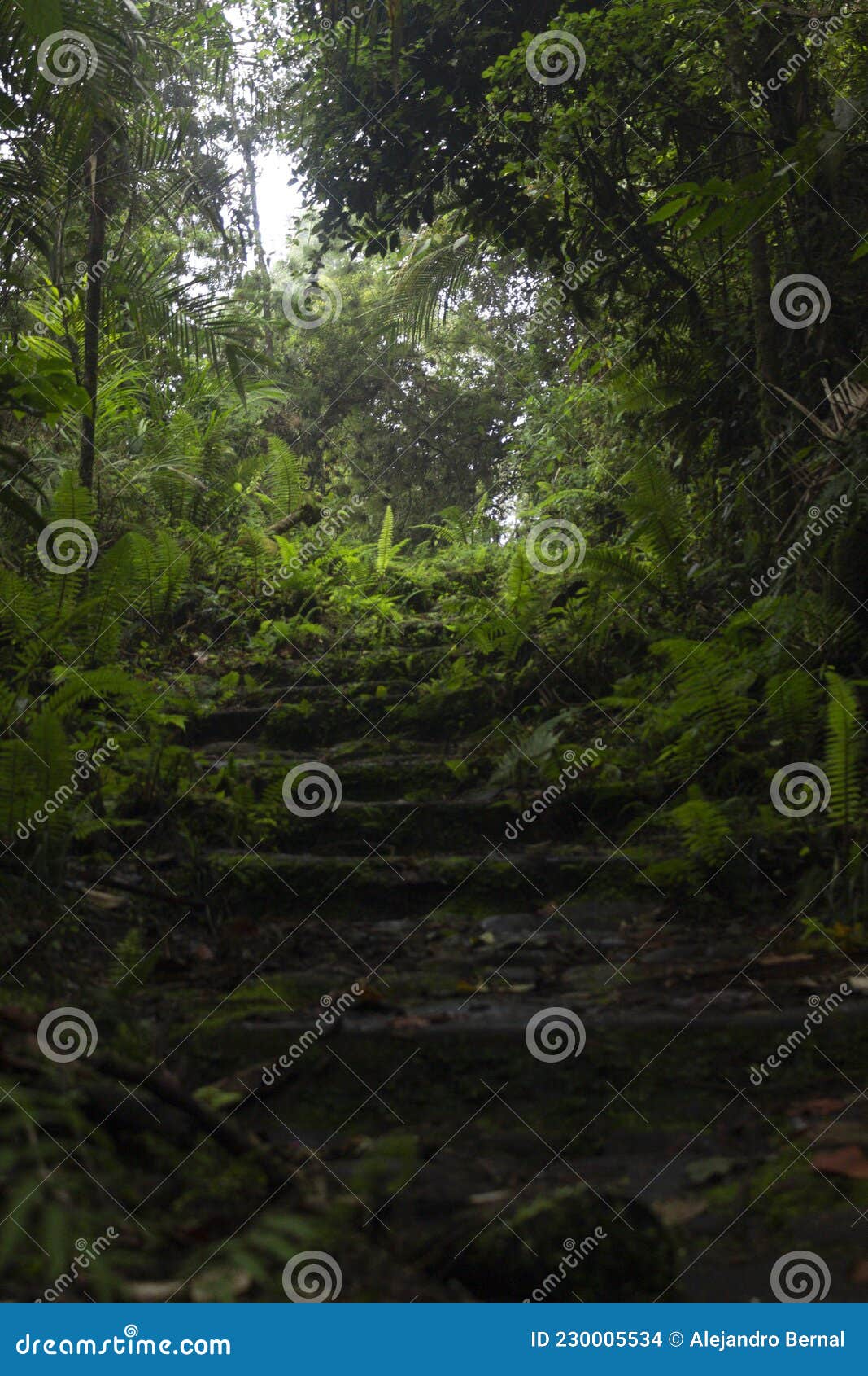 An Ancient Indigenous Path in Middle of Colombian Andean Rain Forest ...