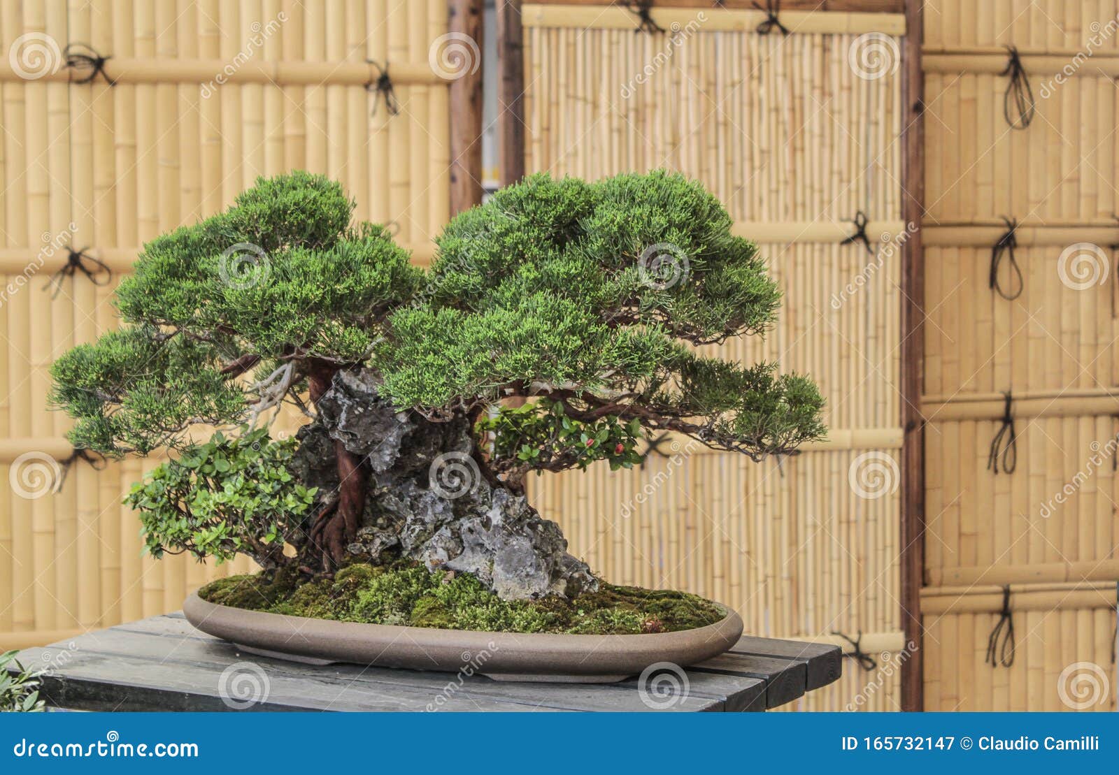 Ancient Japanese Bonsai Tree Stock Image - Image of history, home ...