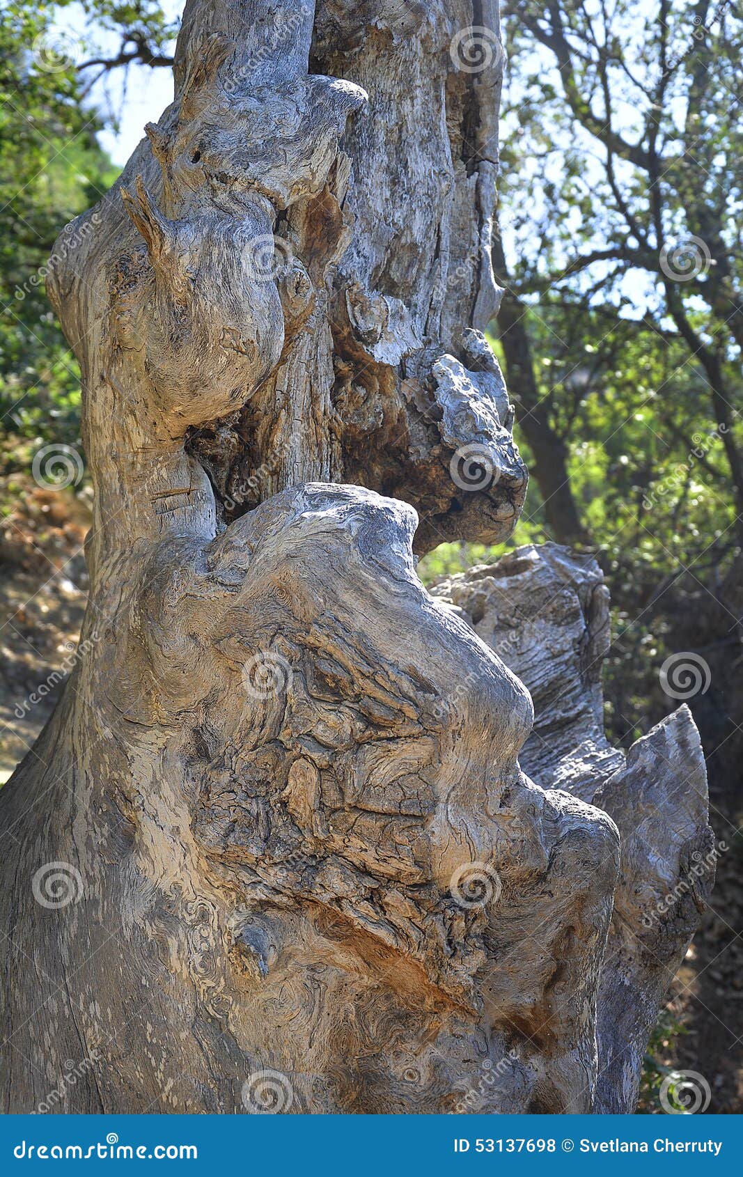 Ancient juniper tree stock photo. Image of cones, hill - 53137698