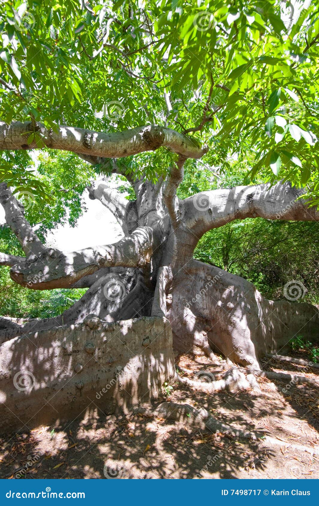 Kapok On Tree Royalty-Free Stock Image | CartoonDealer.com #56136874