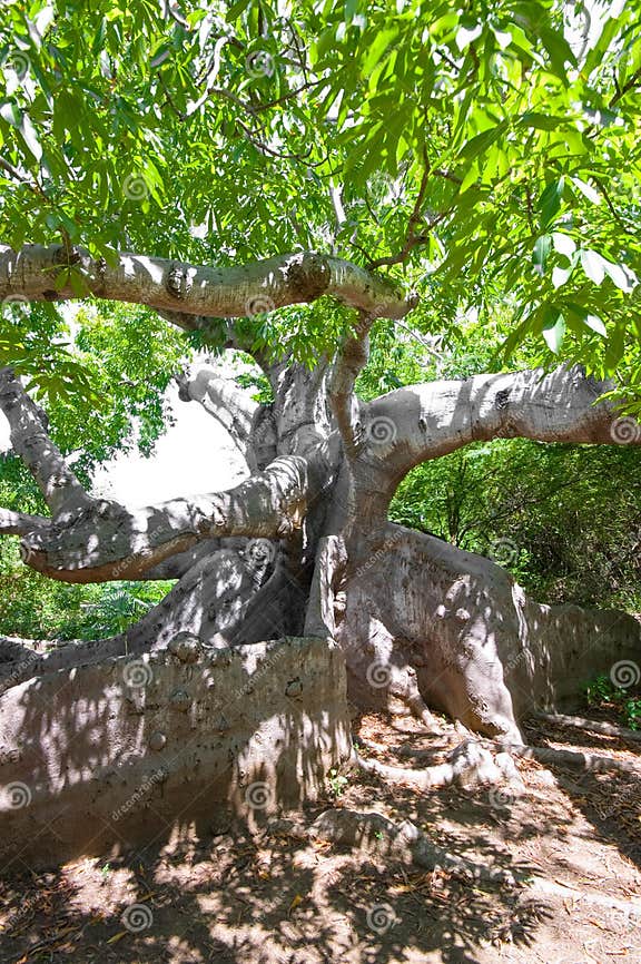 Ancient kapok tree stock image. Image of massive, tree - 7498717