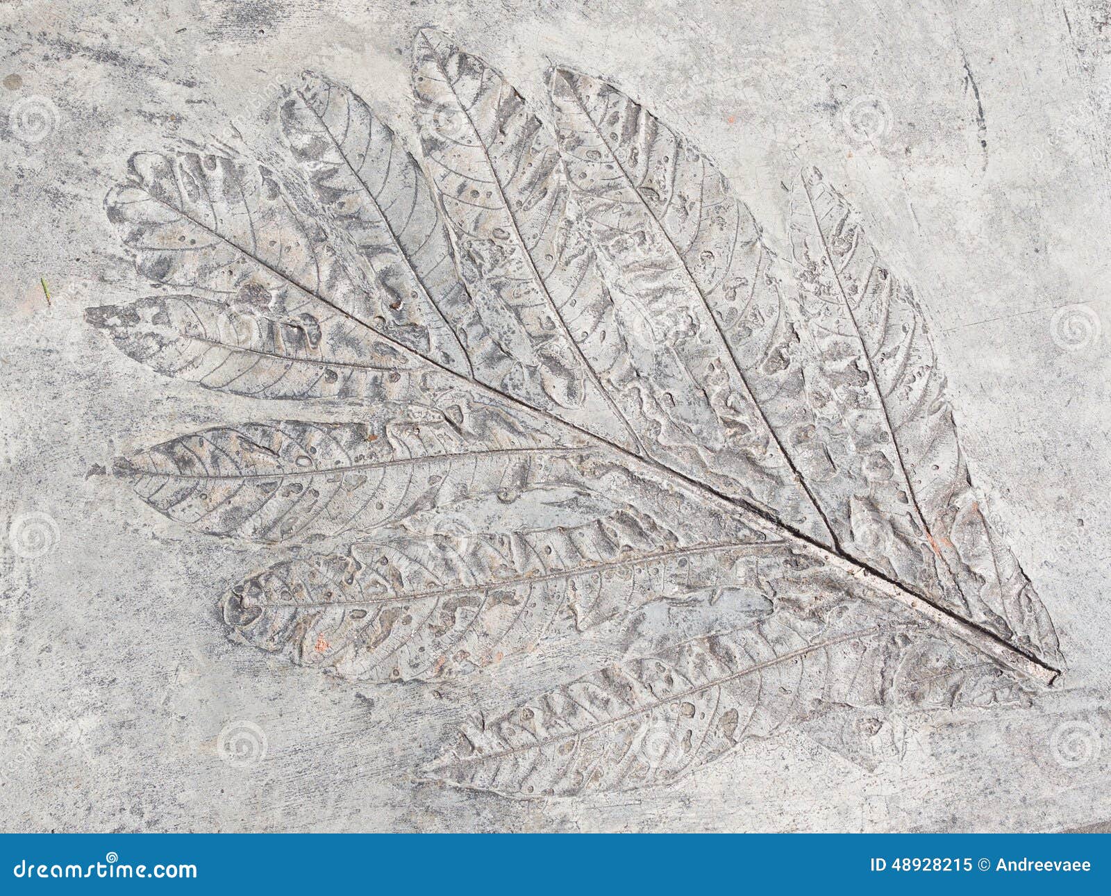 Ancient leaf stock image. Image of floor, museum, creation - 48928215