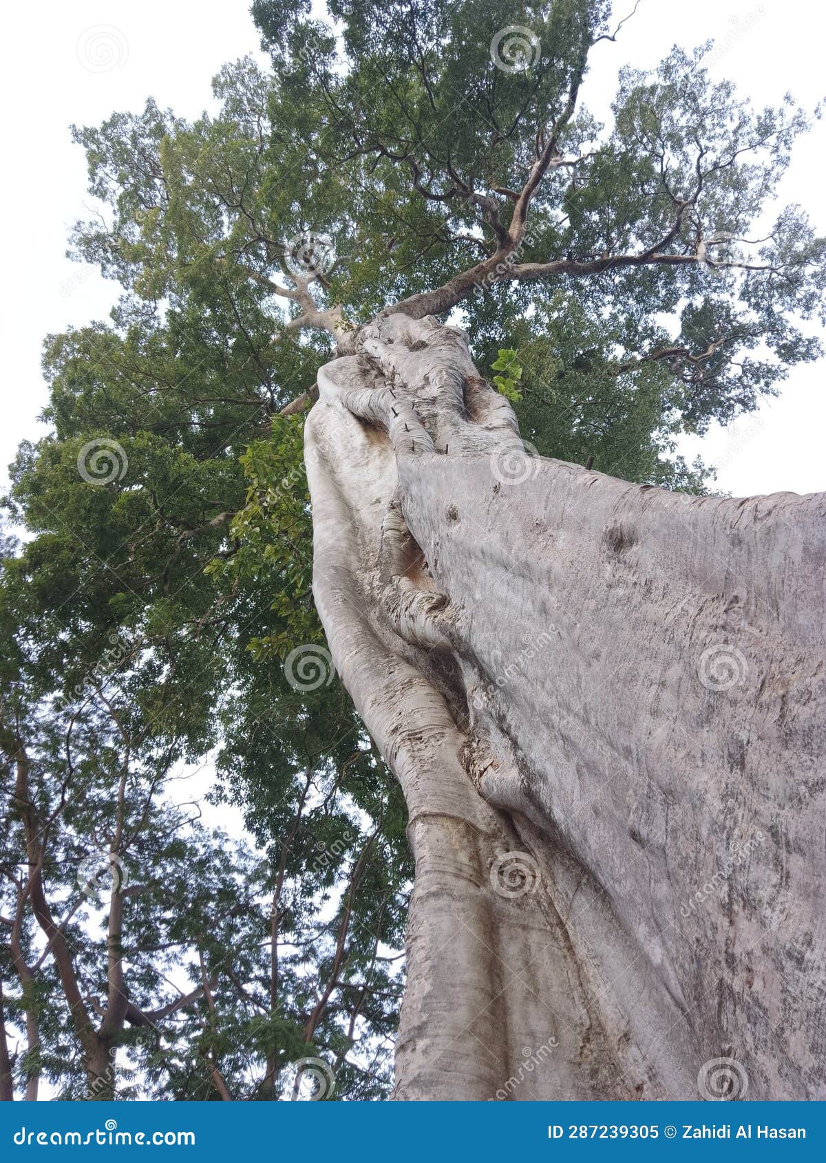 Ancient Lian Tree 300 Years Old Stock Image - Image of still, ancient ...