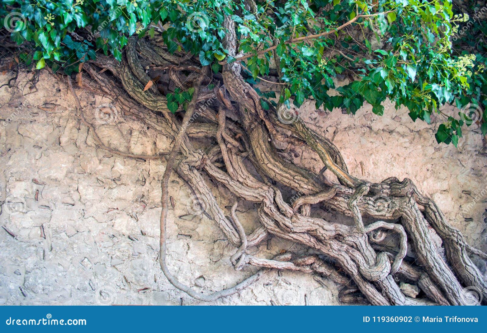 Ancient Liana Tree on a Stone Mountain Wall. Intertwining Branch Stock ...