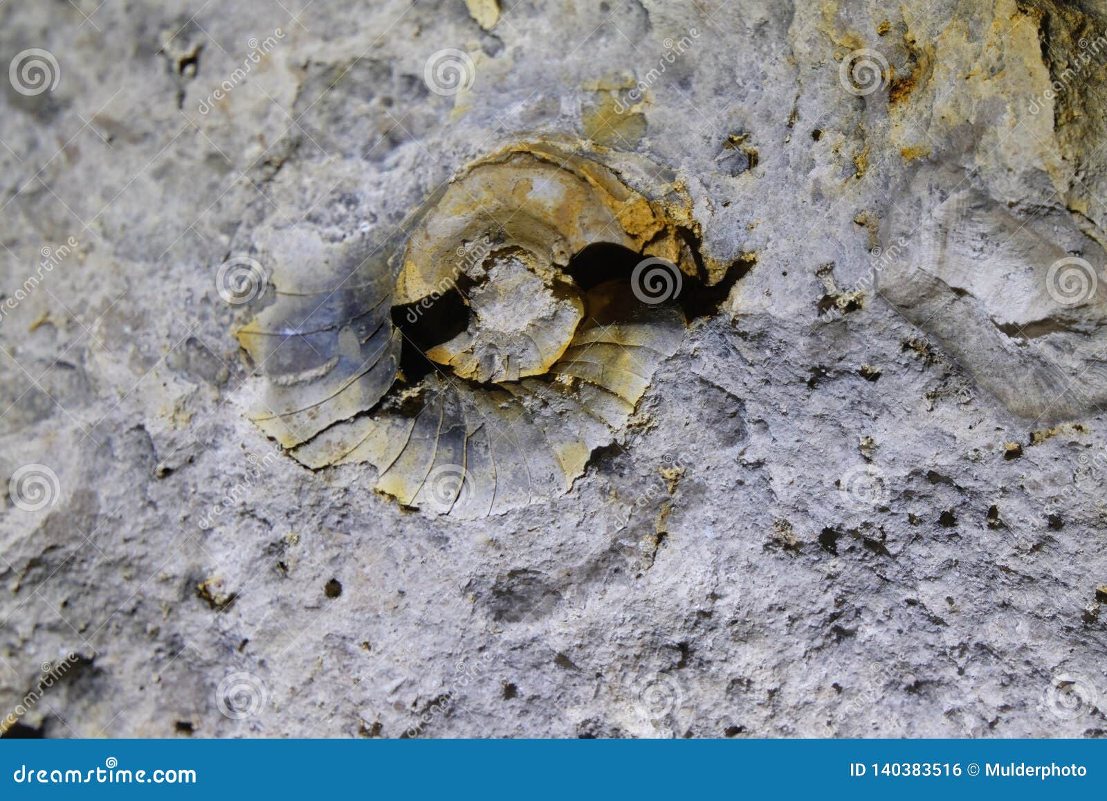 Ancient Limestone with Petrified Round Shell in the Cave Stock Photo ...