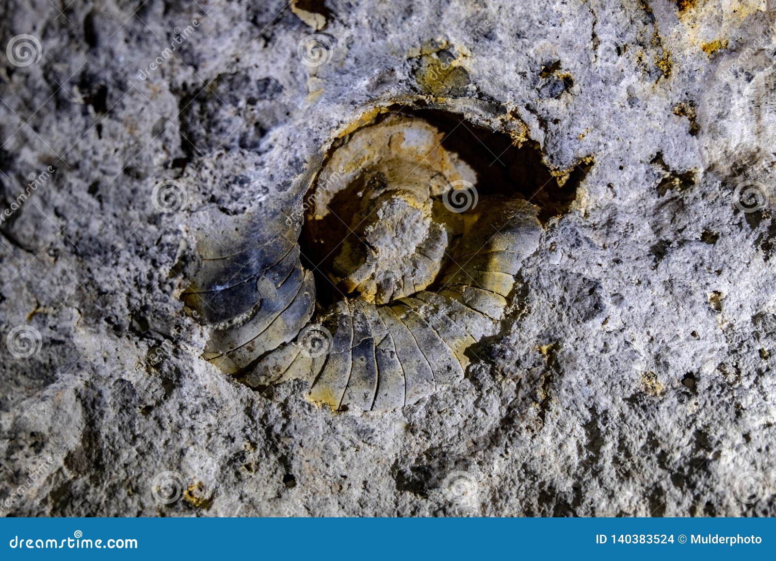 Ancient Limestone with Petrified Round Shell in the Cave Stock Photo ...