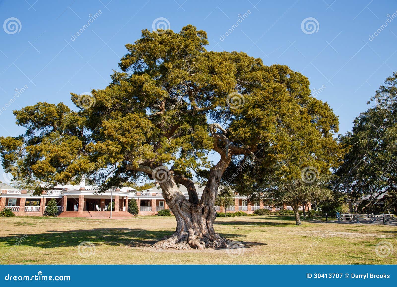 Ancient Live Oak Tree in Park Stock Image - Image of building, huge ...