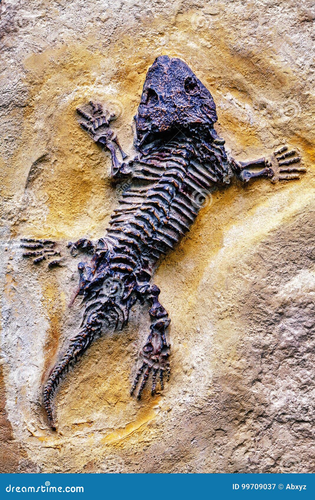 The lizard fossil stock image. Image of archaeological - 99709037
