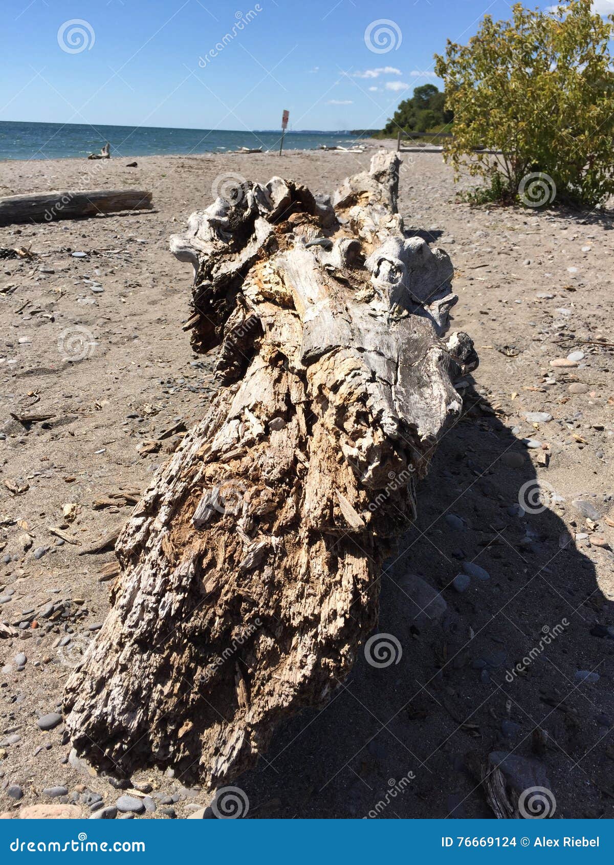 Ancient log at lakeside stock photo. Image of lakeside - 76669124