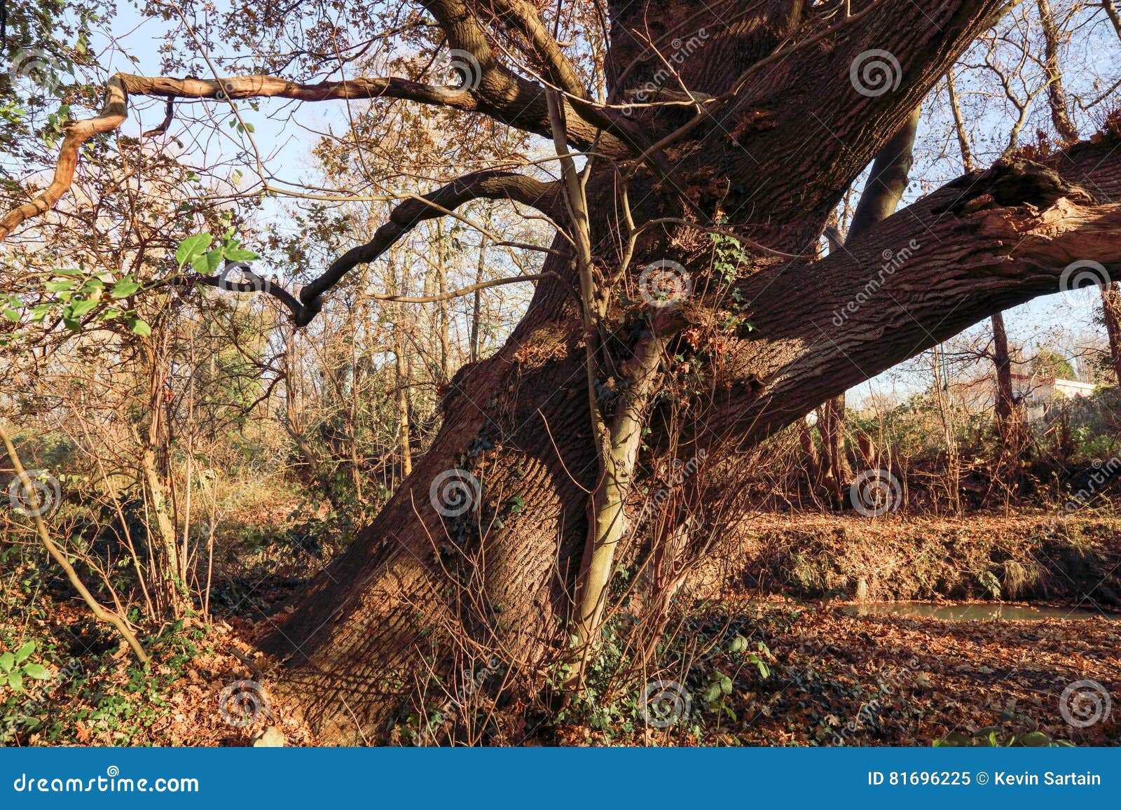 Ancient Magical Oak Tree stock image. Image of sunlight - 81696225