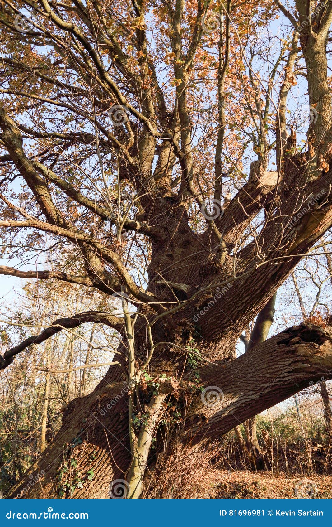 Ancient Magical Oak Tree stock image. Image of landscapes - 81696981
