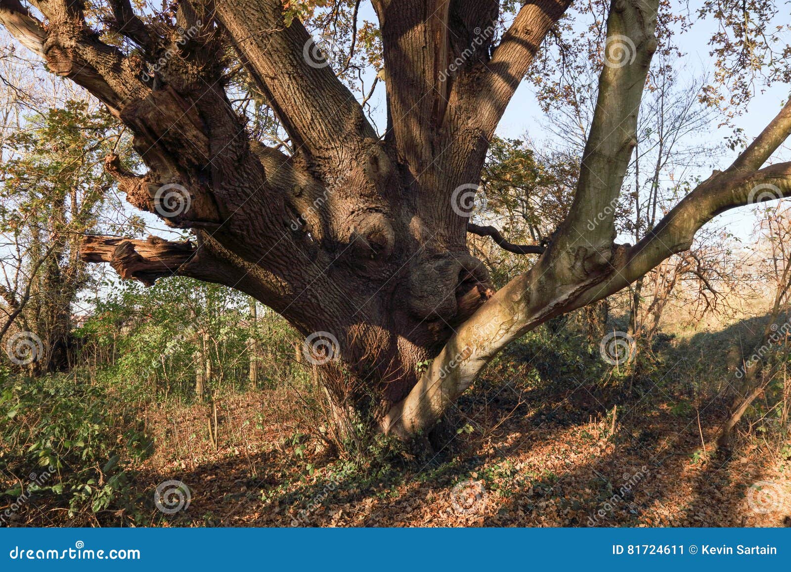 Ancient Magical Oak Tree stock image. Image of winter - 81724611