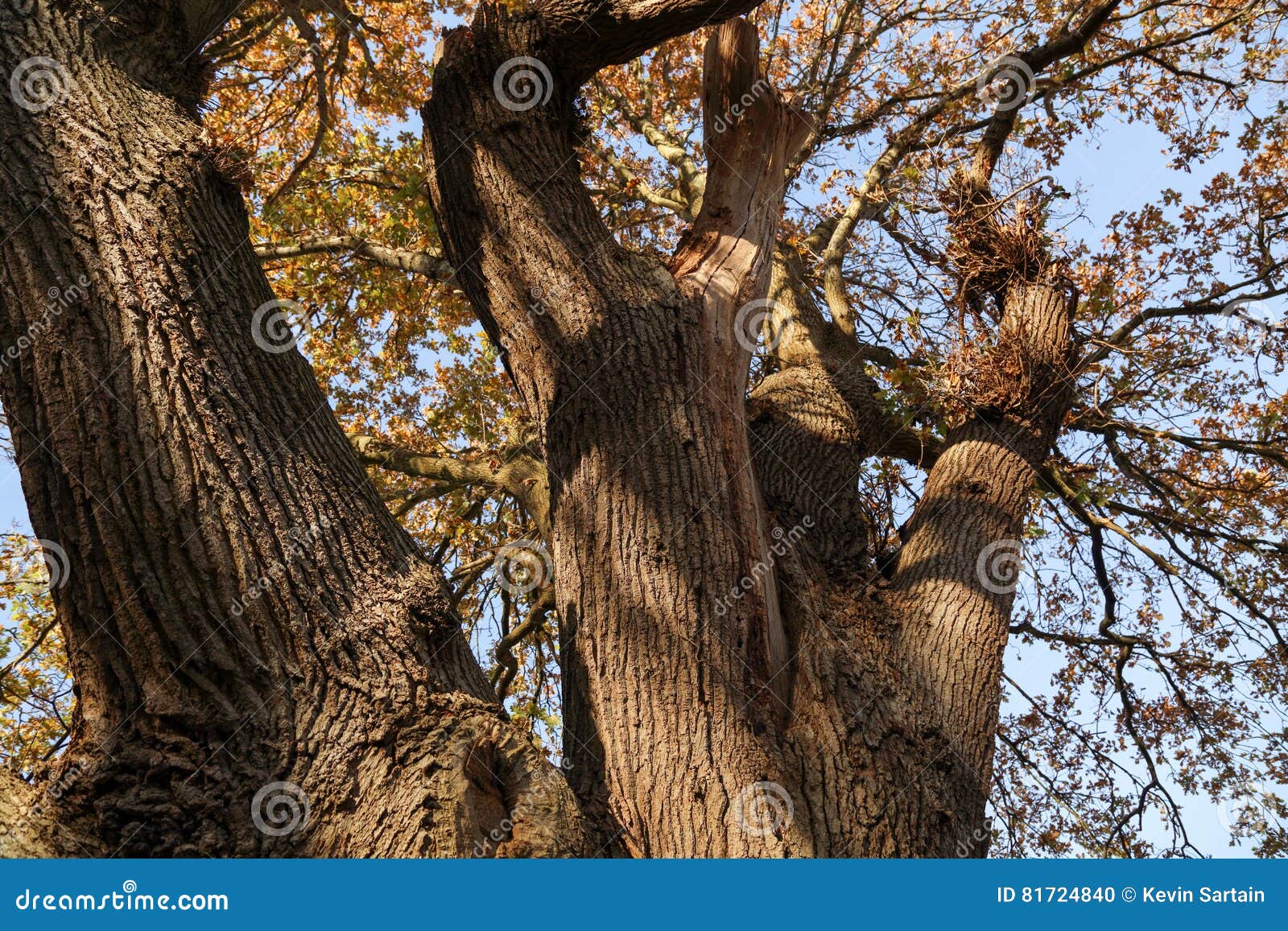 Ancient Magical Oak Tree stock photo. Image of outdoors - 81724840